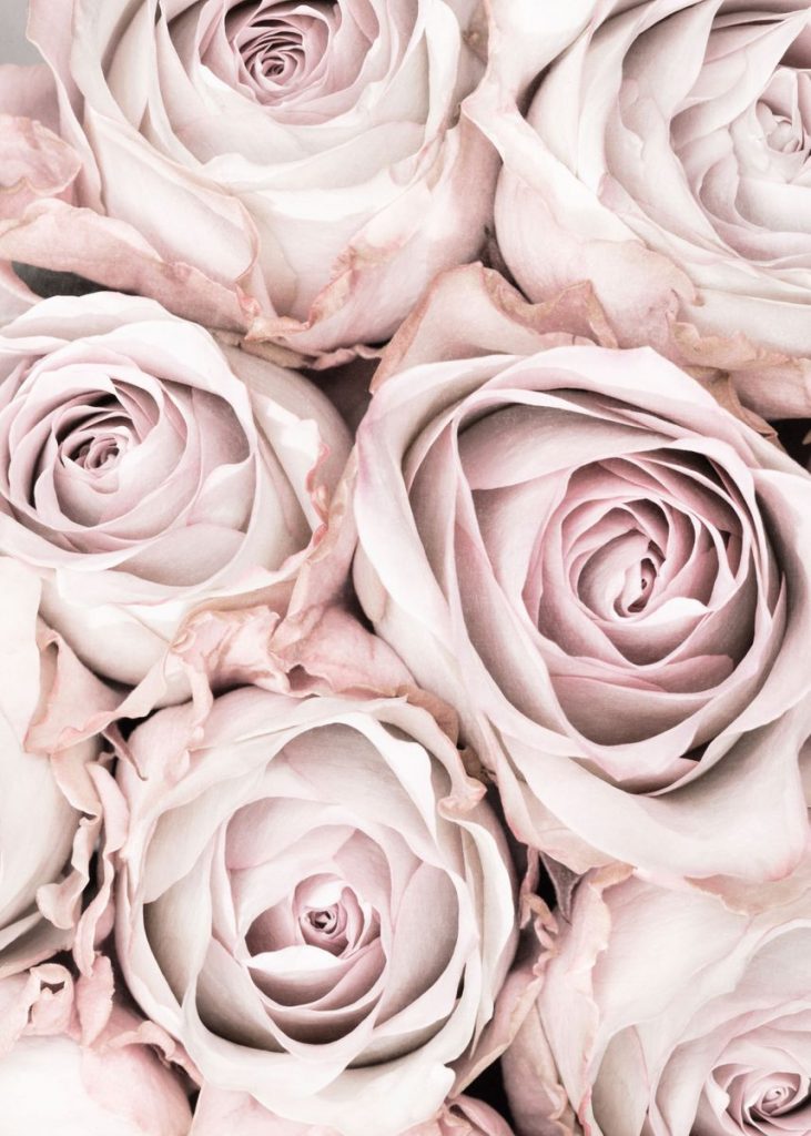 Pink Roses Poster | Swag Shirts